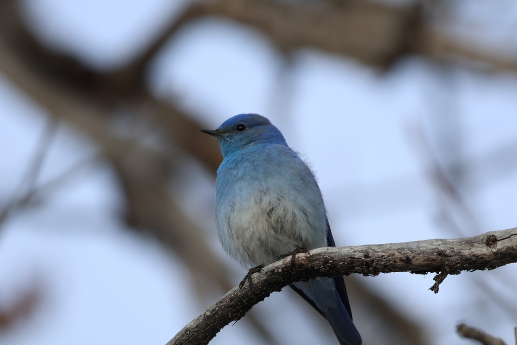 Mountain Bluebird from Carburn Park, Calgary, AB on March 27, 2024 at ...