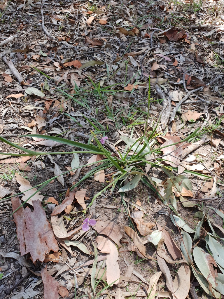Grass Lily in November 2018 by PeterCopping · iNaturalist
