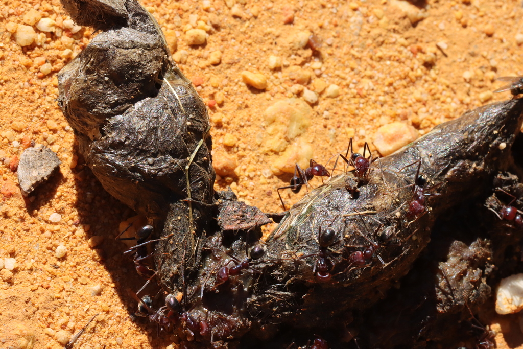 Animals from Laharum VIC 3401, Australia on February 10, 2024 at 10:45 ...