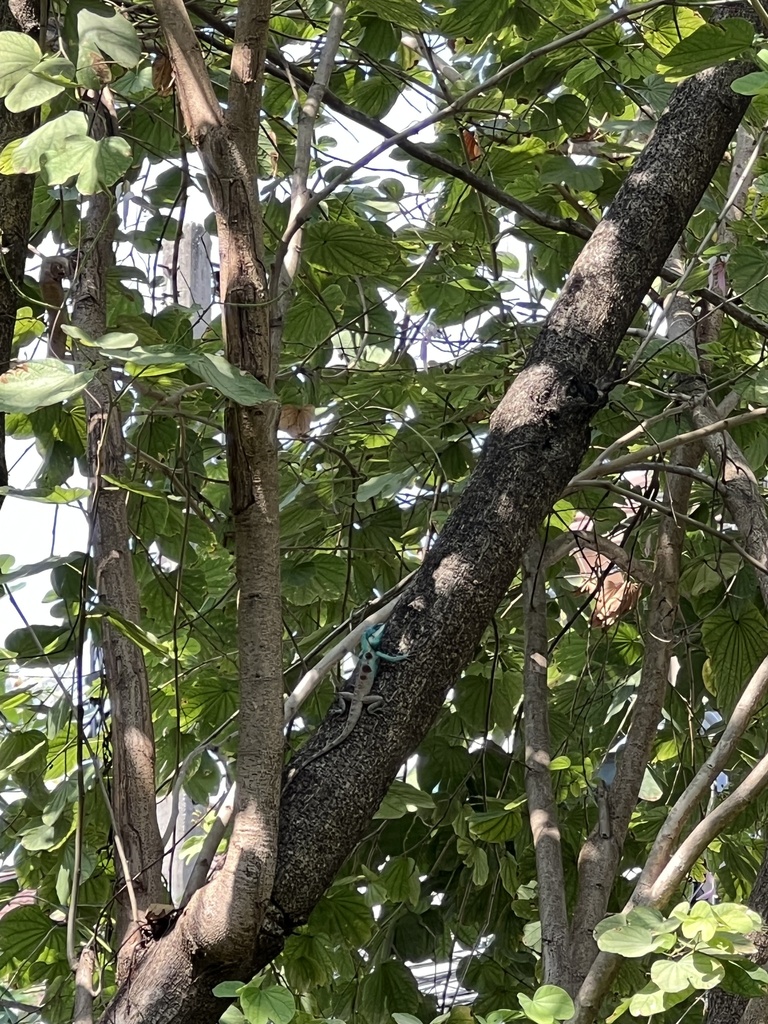 Siamese Blue Crested Lizard from Yen Akat Rd., Bangkok, Bangkok, TH on ...