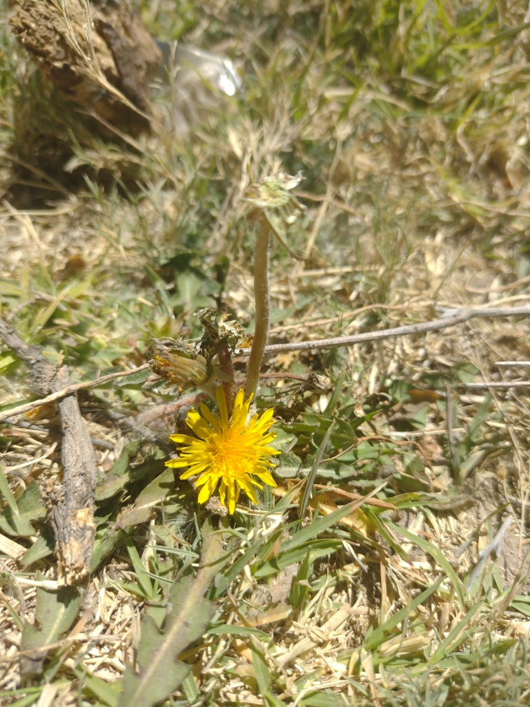 common dandelion from 35854 Cinco de Mayo, Dgo., México on March 26 ...