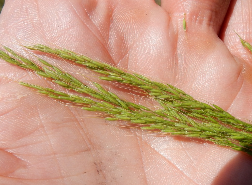 Ozark grass (Nash Prairie Plants List) · iNaturalist