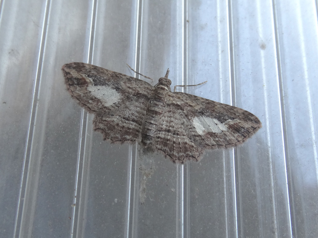 Australian Pug Moth from View Street, Waitati 9085, New Zealand on ...