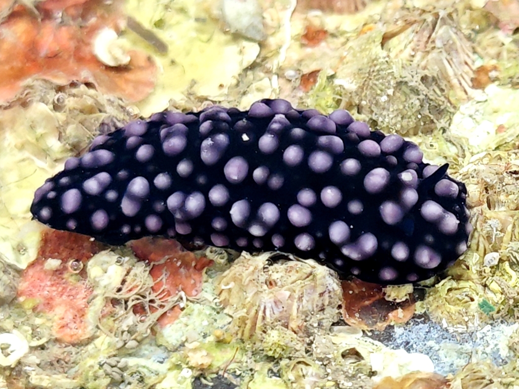 Phyllidiella nigra from Sanya, CN-HA, CN on March 28, 2024 at 12:41 PM ...