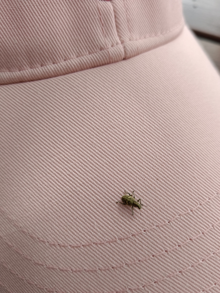 Eugnathus distinctus from Yangmingshan, TW-TP-TC, TW-TP, TW on March 28 ...