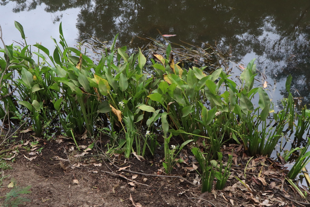 Delta Arrowhead from Audley NSW, Australia on March 28, 2024 at 12:47 ...