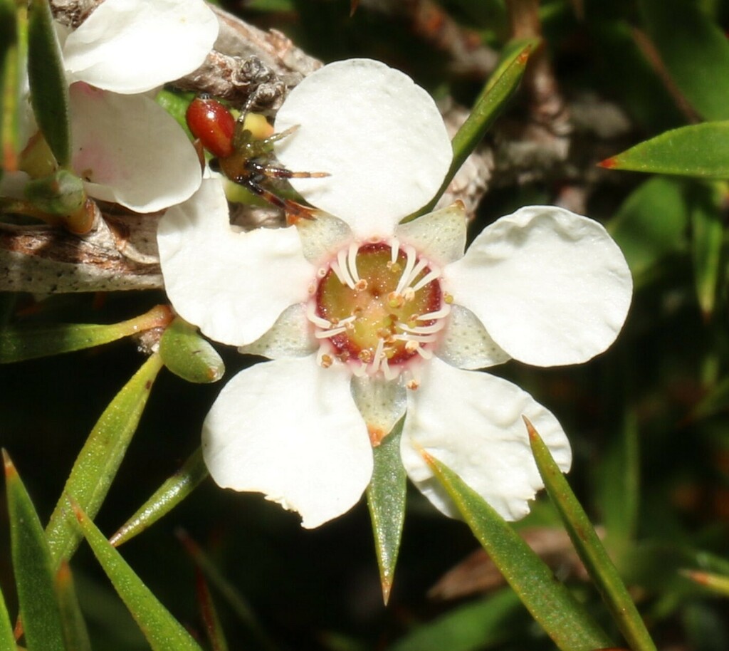 Paperbark Tea Tree from Blue Mountains Nat'l Park NSW 2787, Australia ...