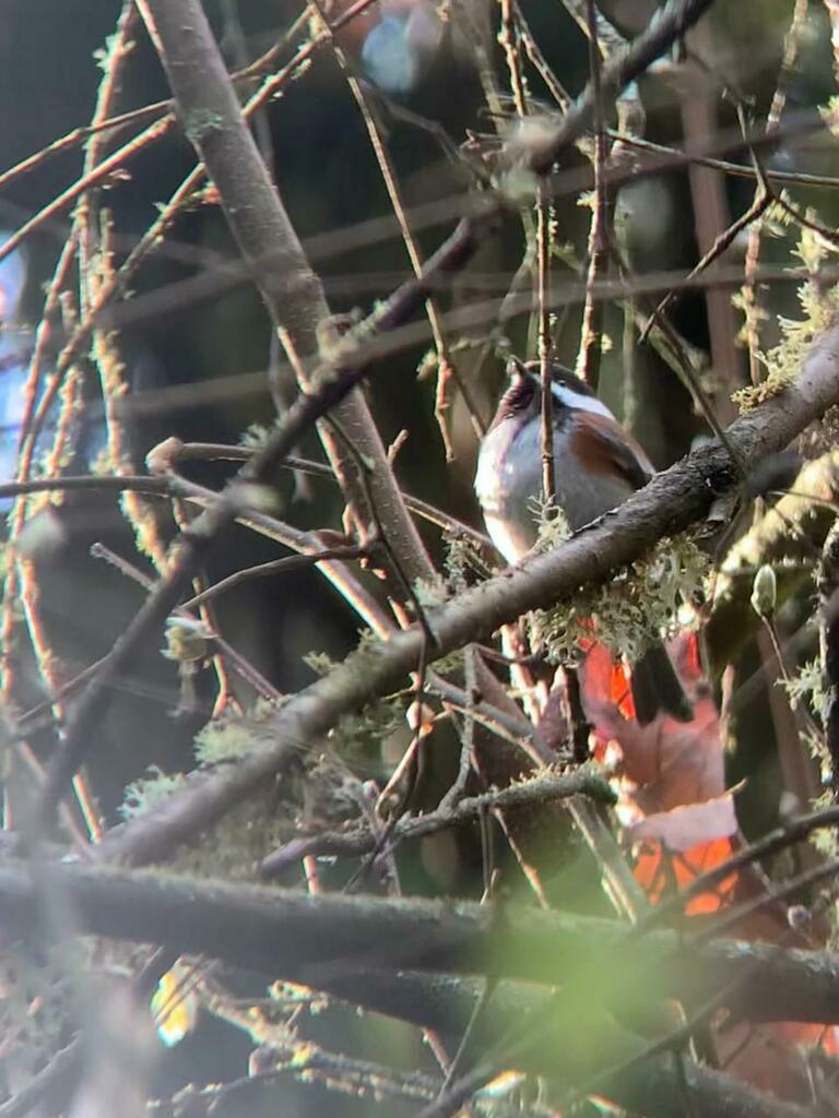 Chestnut-backed Chickadee from Rainier Valley, Seattle, WA, USA on ...