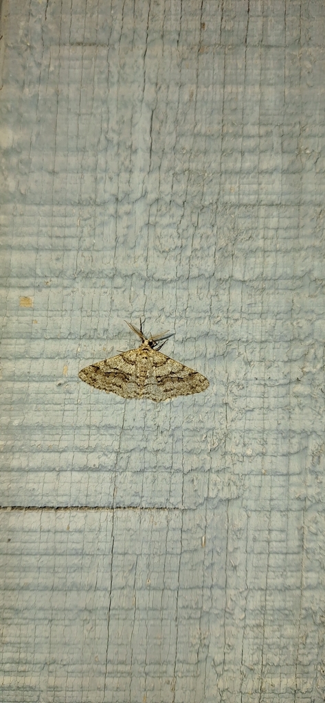 Half-wing Moth in March 2024 by crazywolf828 · iNaturalist
