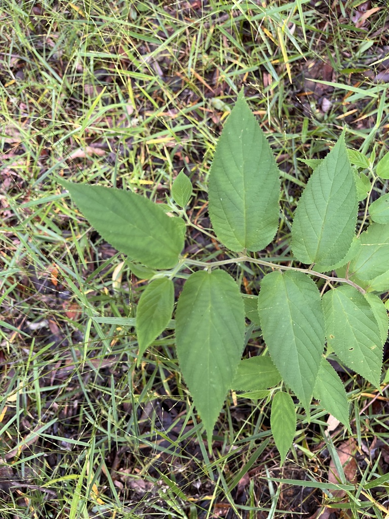 Nettle Tree from Cootharaba, QLD, AU on March 28, 2024 at 03:37 PM by ...