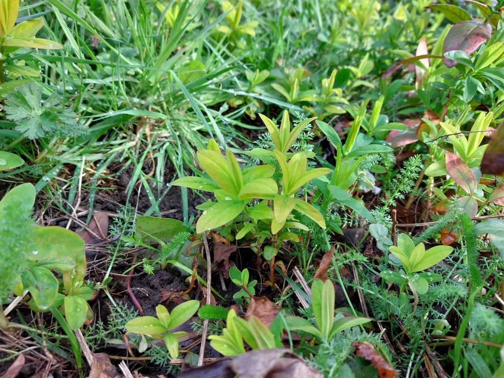 flowering plants from Lower Lane, Fazakerley, Liverpool L9 7LH, UK on ...