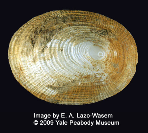 Moluscos de una placa (Monoplacophora)