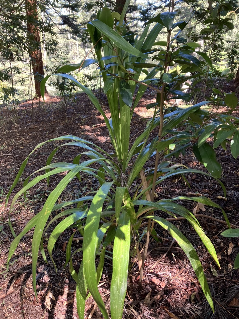 cabbage trees and allies from Hundred Acres Reserve, Norfolk Island, NF ...