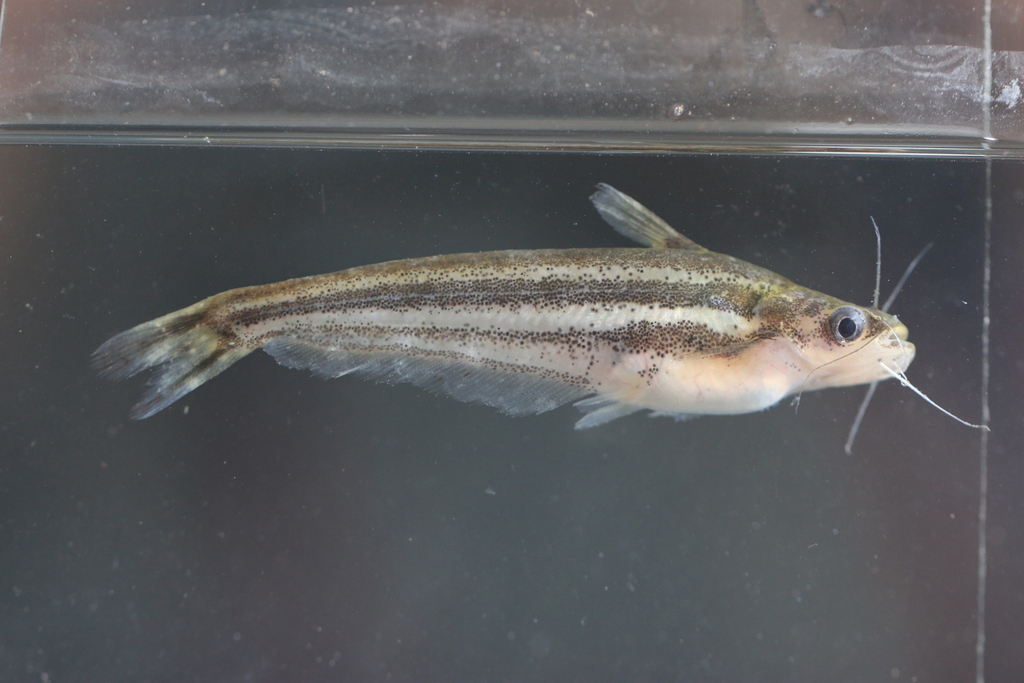 silver butter catfish from Karim Lamido, Taraba, Nigeria on February 24 ...