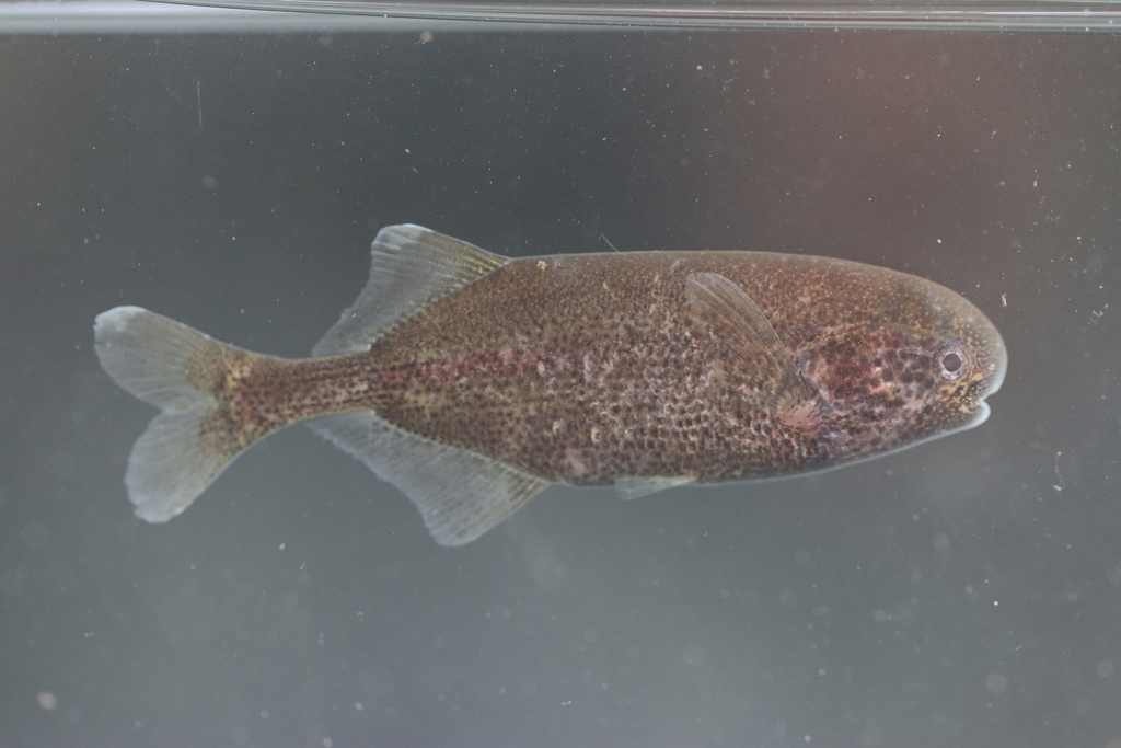 Elephant Fish from Karim Lamido, Taraba, Nigeria on February 24, 2018 ...