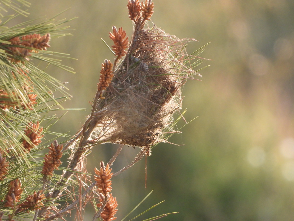 Cyprus Processionary Moth from רחובות, ישראל on March 28, 2024 at 08:32 ...