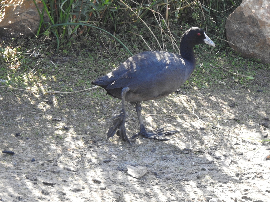 Australasian Coot from Yalukit Willam Nature Reserve, New Street ...
