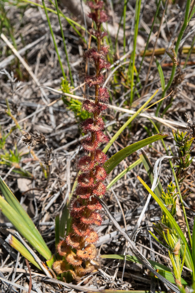 Drosera platypoda from Cheynes WA 6328, Australia on October 27, 2023 ...