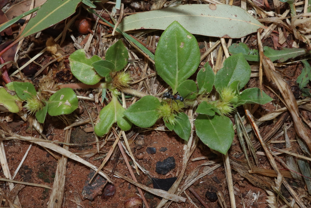 creeping chaffweed from Nyngan NSW 2825, Australia on March 16, 2024 at ...