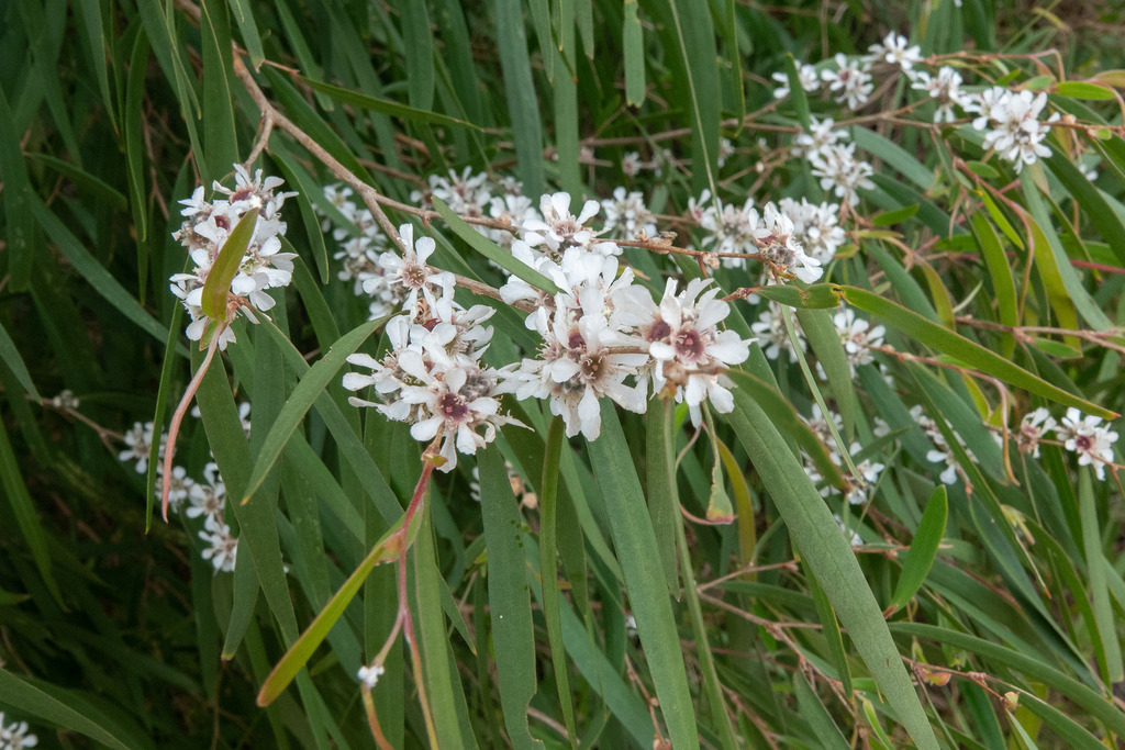 Western Australian Peppermint from Cheynes WA 6328, Australia on ...