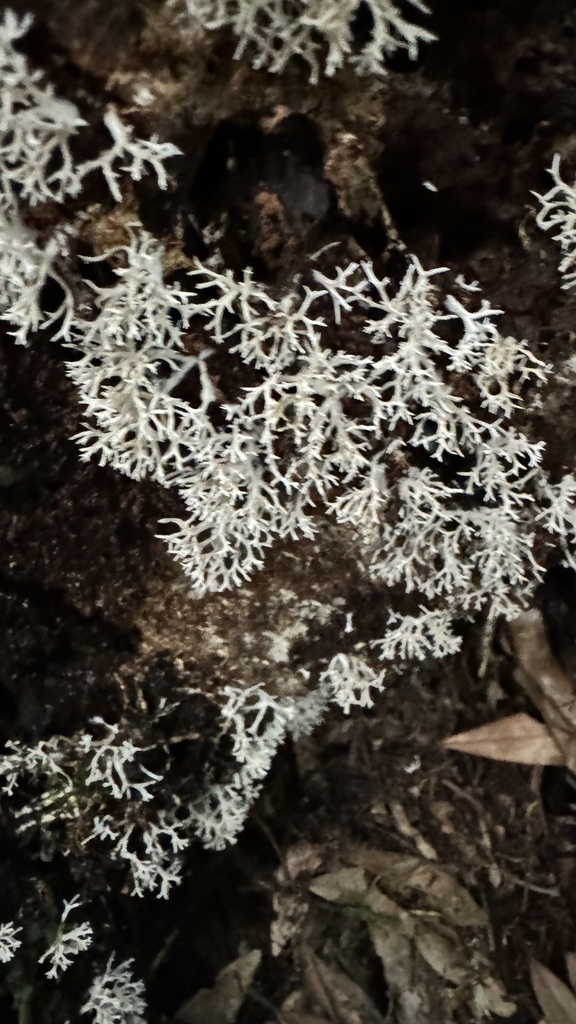 Pterula in March 2024 by alexbarnard. ? · iNaturalist