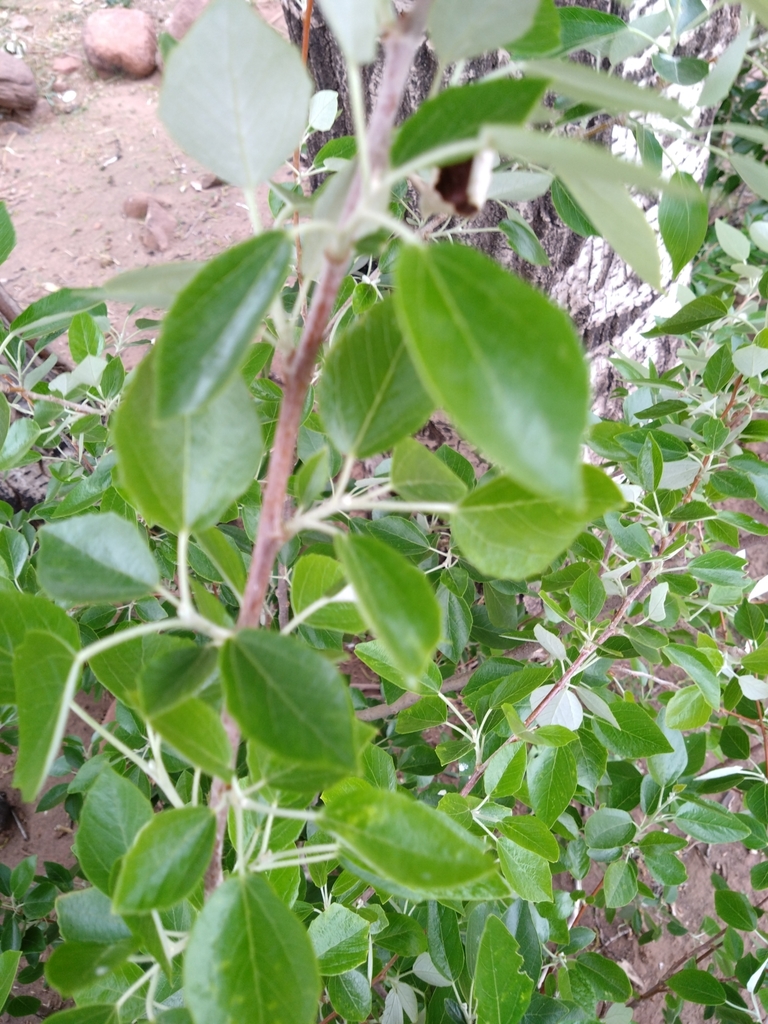 Populus alba subintegerrima (Tenerife Plants Fagales, Pinopsida ...