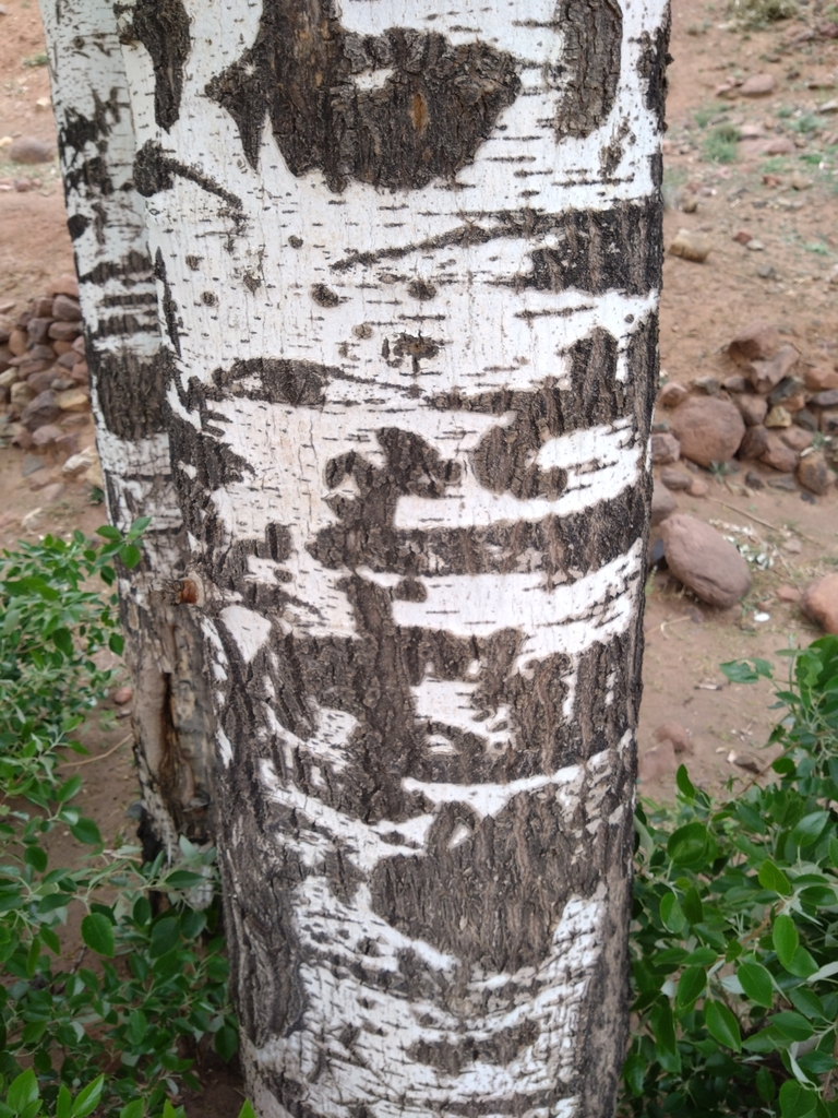 Populus alba subintegerrima (Tenerife Plants Fagales, Pinopsida ...