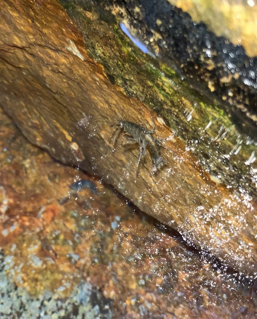 Gammarus in March 2024 by Charlie O'Brien · iNaturalist