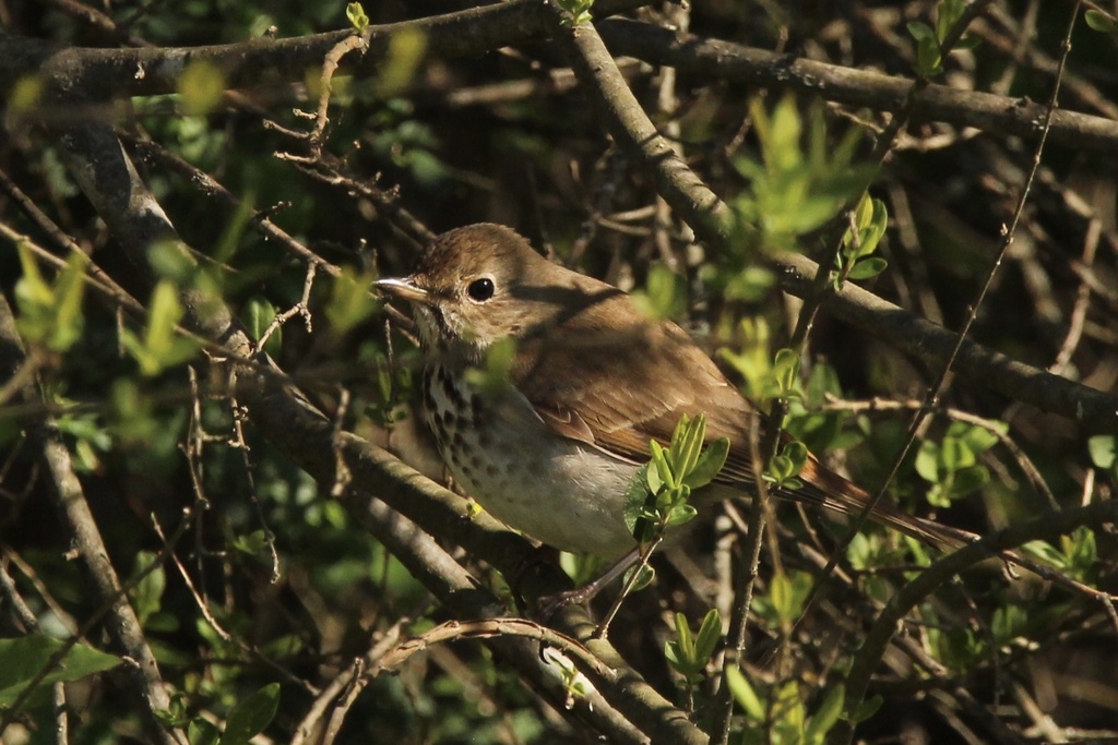Hermit Thrush from Radio Rd, Brookneal, VA, US on March 24, 2024 at 10: ...