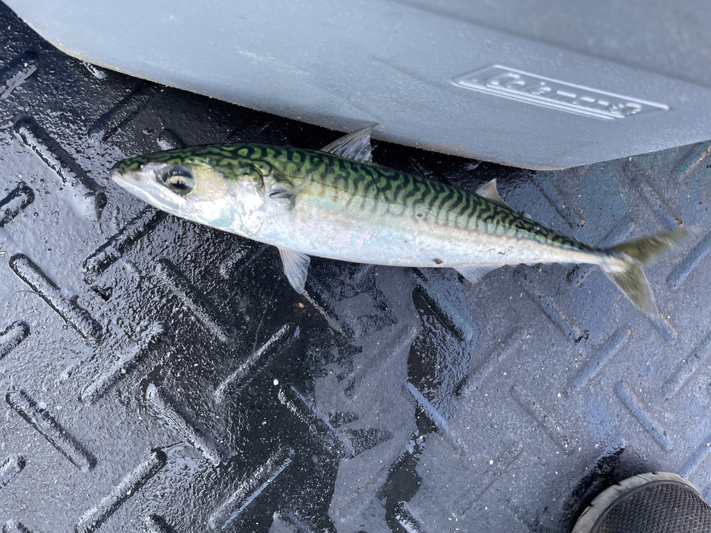 Atlantic Mackerel from Gaspésie–Îles-de-la-Madeleine, QC, Canada on ...