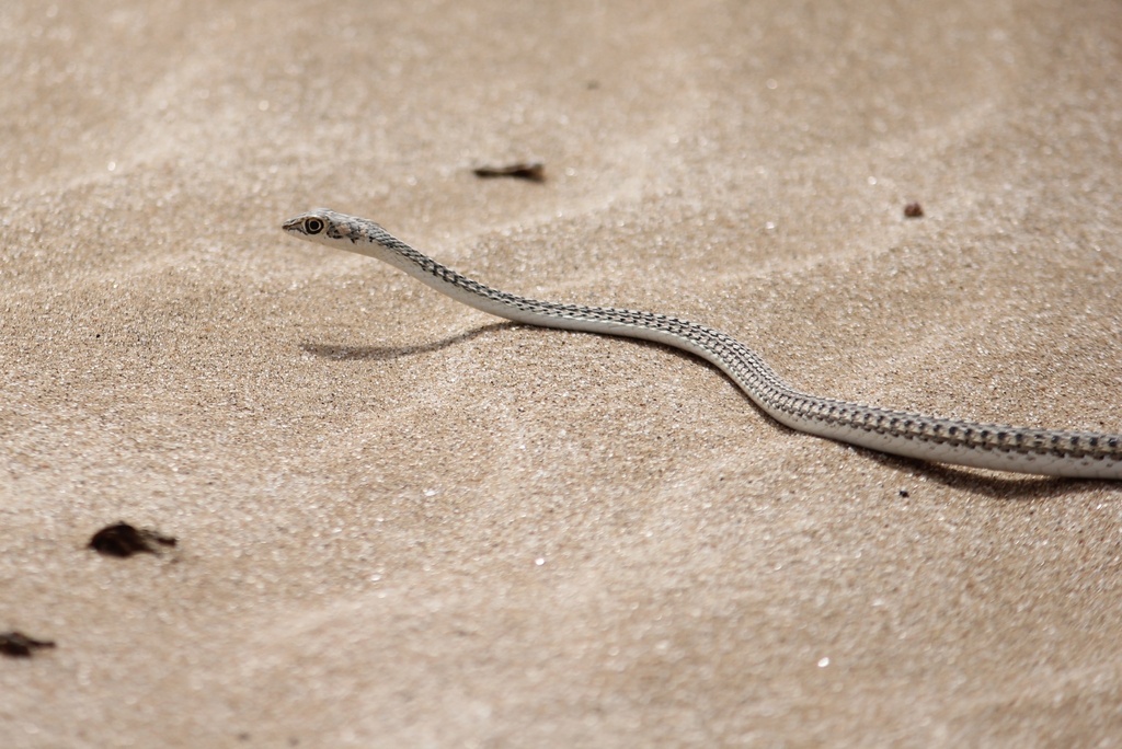 Cape Sand Snake from Dorob-Nationalpark, Erongo, NA on November 9, 2023 ...