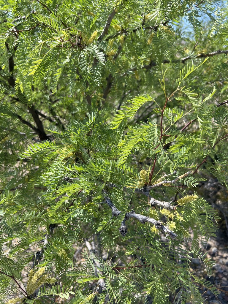 mesquites from Big Bend National Park, Brewster County, US-TX, US on ...
