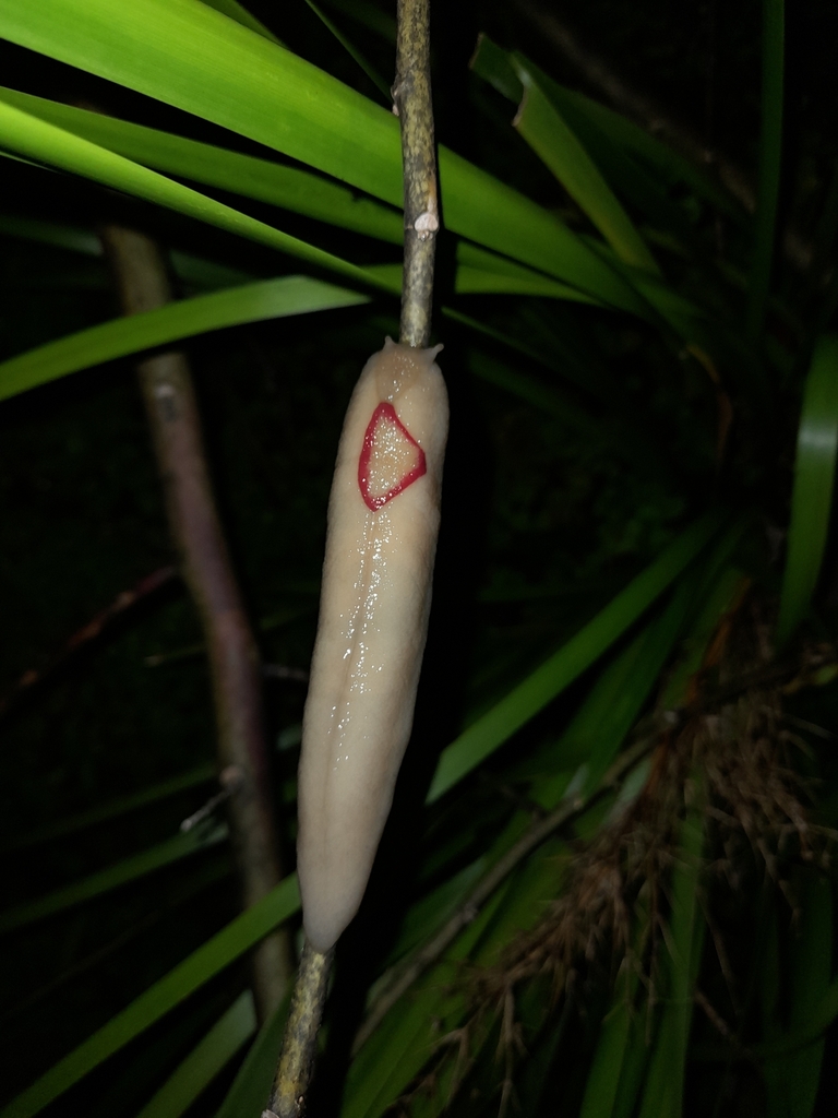 Red Triangle Slug in March 2024 by Hayden Roberts · iNaturalist