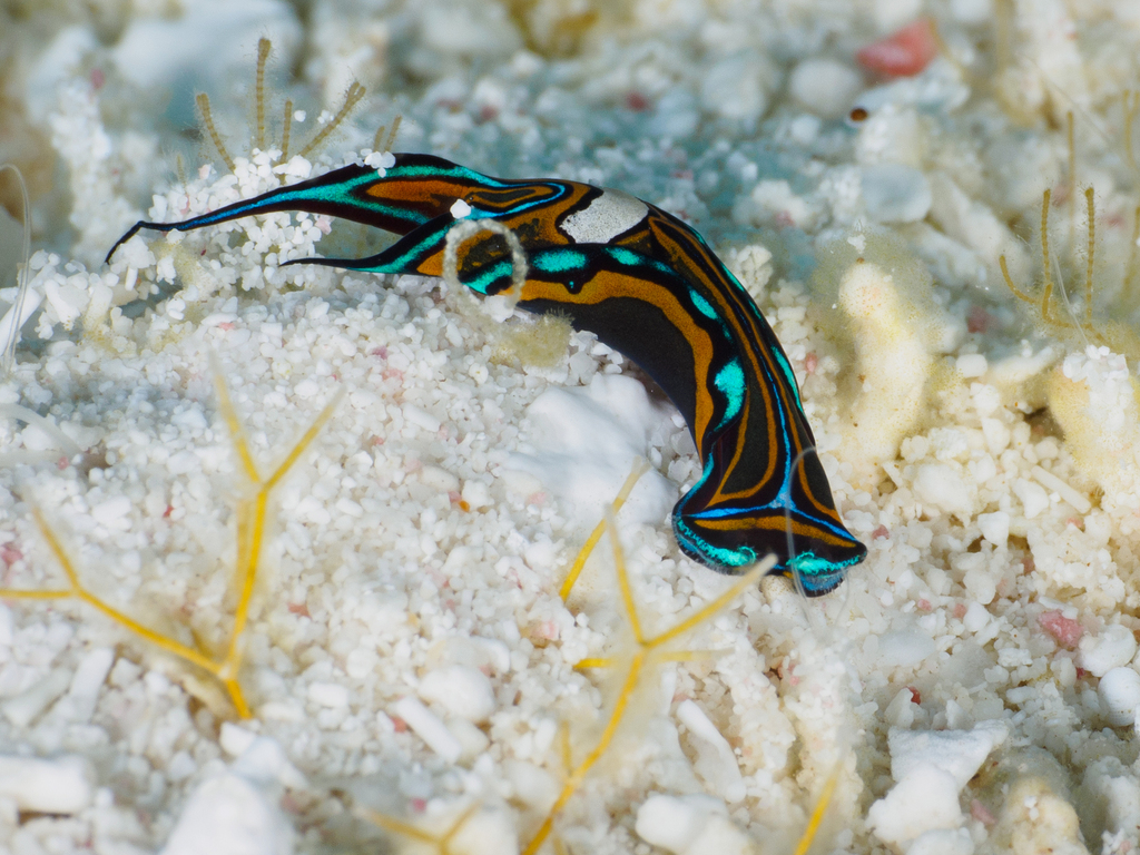 Swallowtail Headshield Slug from San Andrés, CO-SA, CO on March 25 ...