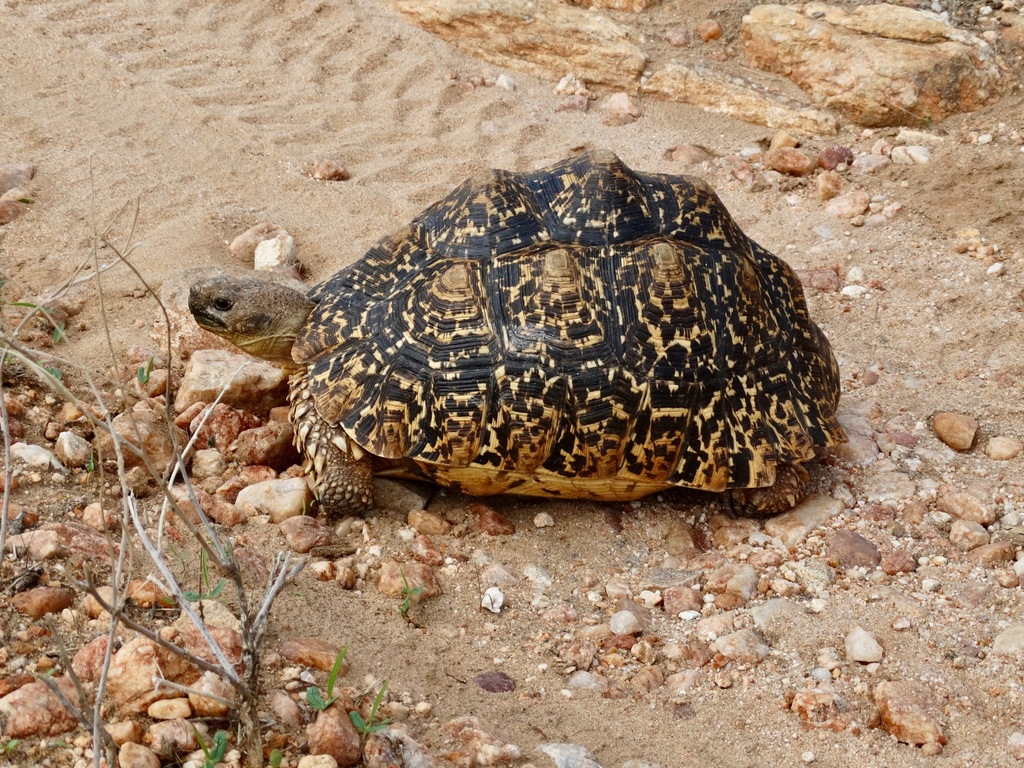 Leopard Tortoise from Waso, Kenya on November 26, 2016 at 10:19 AM by ...