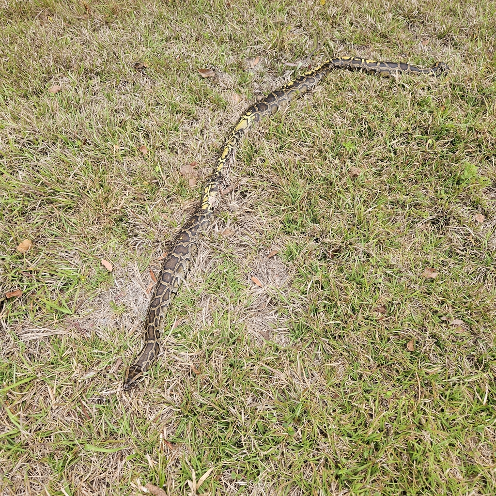 Burmese Python from Miami-Dade County, Everglades National Park, US-FL ...