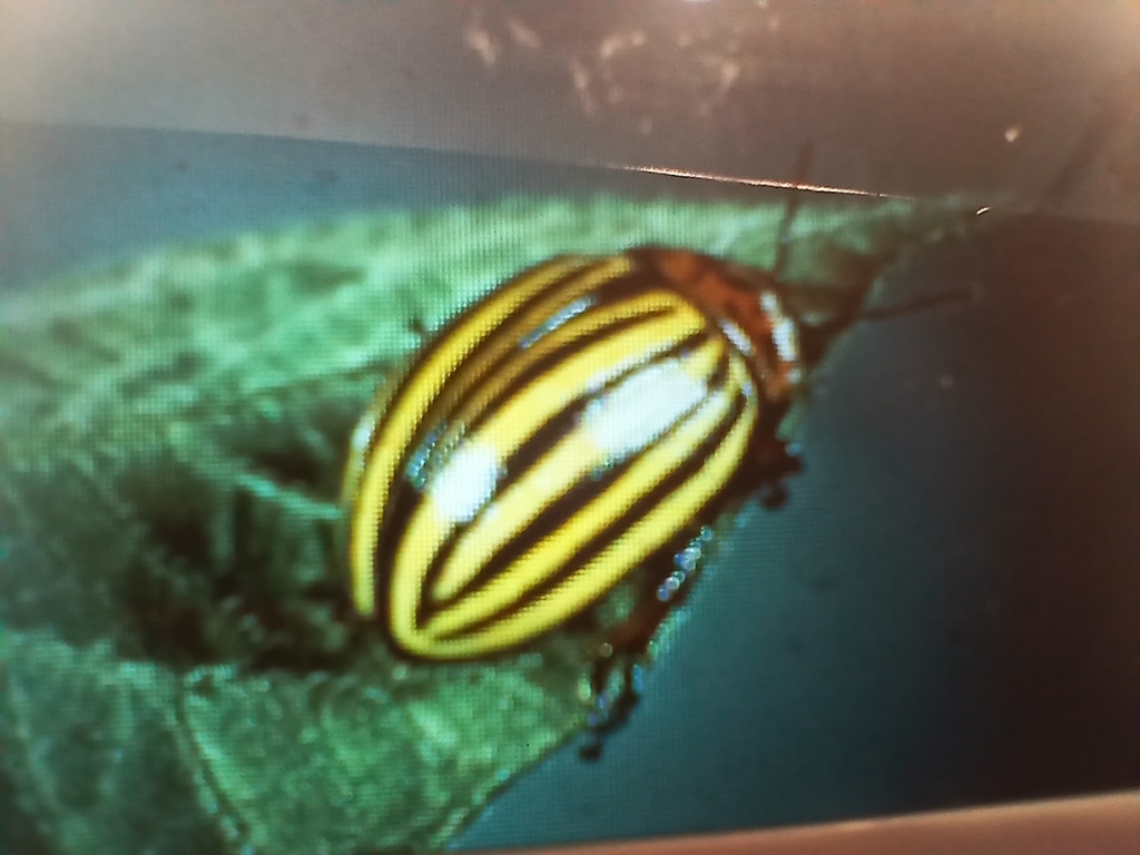 Colorado Potato Beetle from Sittingbourne, UK on March 28, 2004 at 02: ...