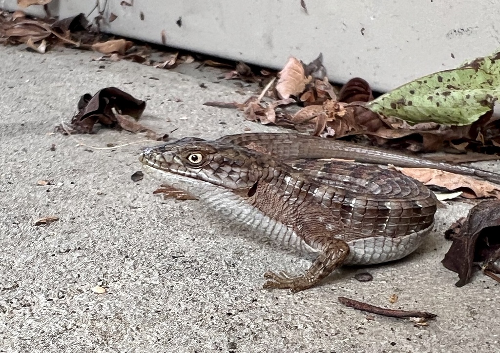 Southern Alligator Lizard from Quail Hollow Dr, San Jose, CA, US on ...
