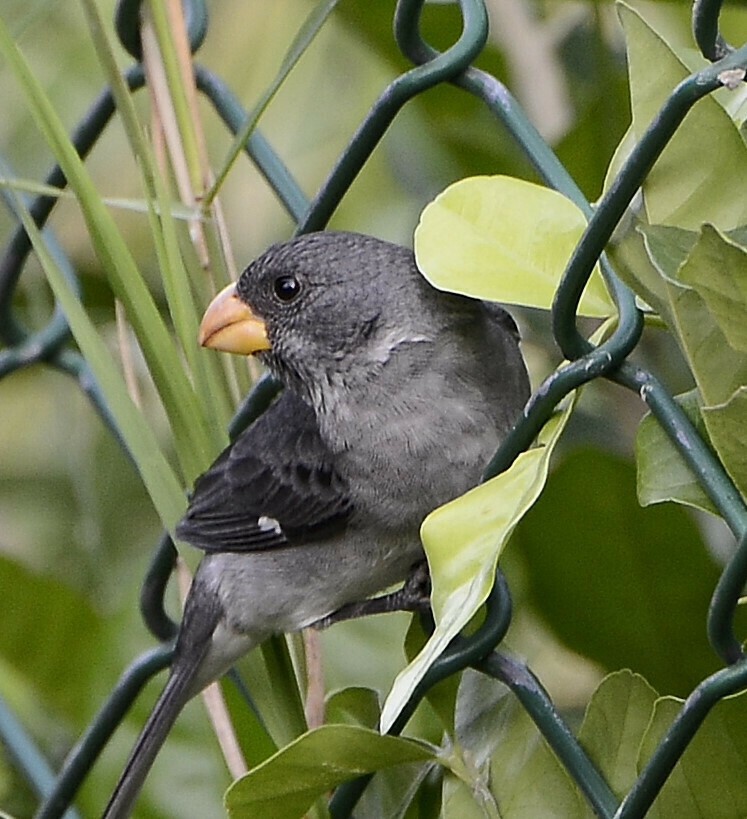 Gray Seedeater from Anapoima, Cundinamarca, Colombia on March 26, 2024 ...