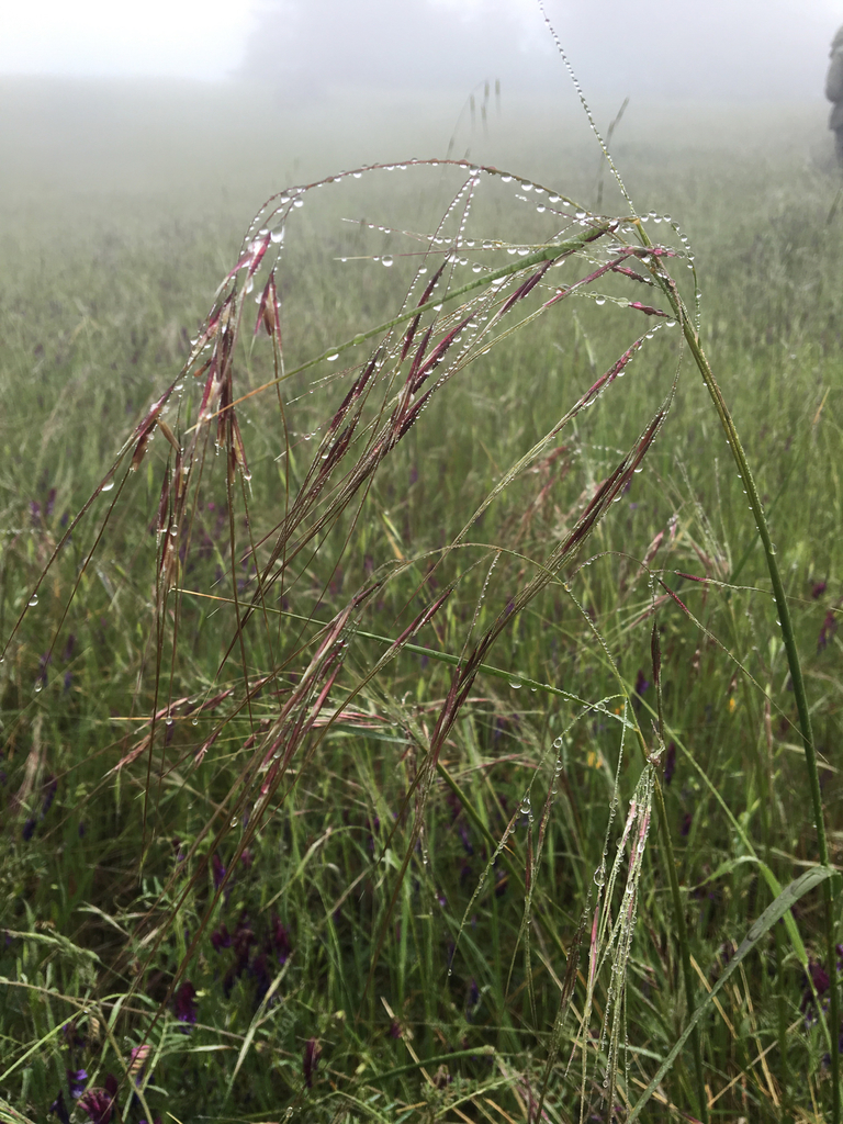 purple needlegrass (Nassella pulchra) - Botanical Realm