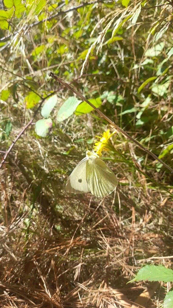 Large White from 4090340 Concepción, Bío Bío, Chile on March 28, 2024 ...