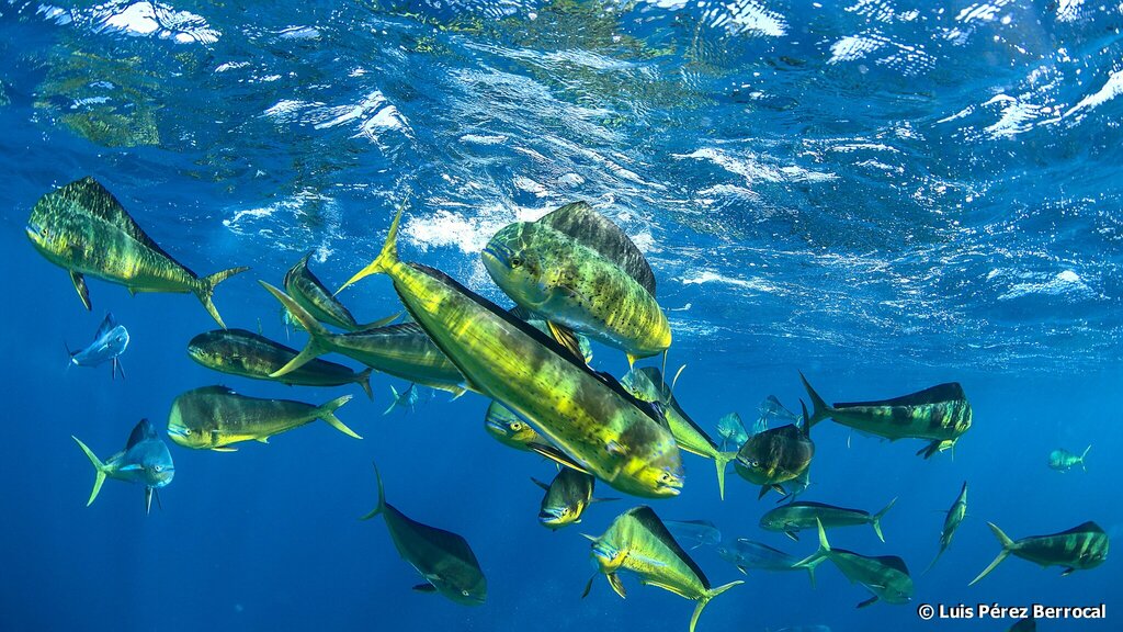 Common Dolphinfish (Marine life of the Rio Grande Valley) · iNaturalist