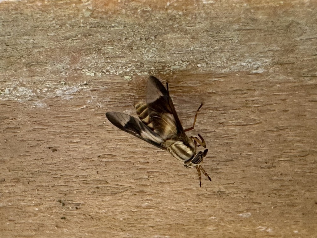 Deer Flies from N Jog Rd, West Palm Beach, FL, US on March 27, 2024 at ...