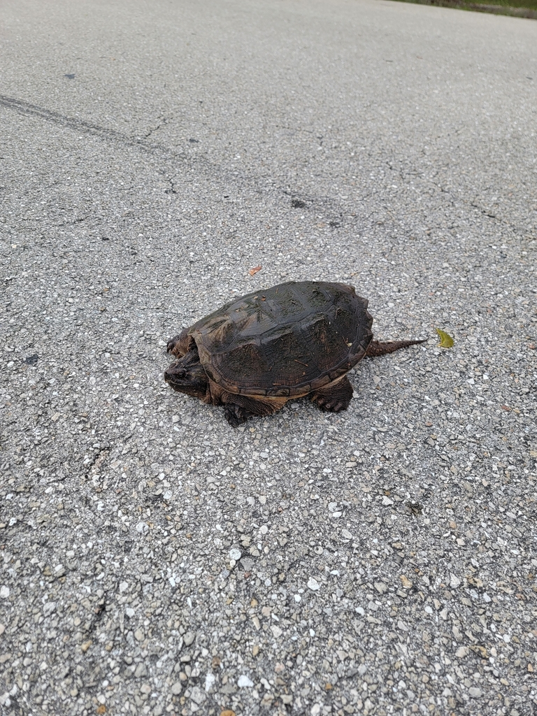 Common Snapping Turtle from Bonita Springs, FL 34135, USA on March 28 ...