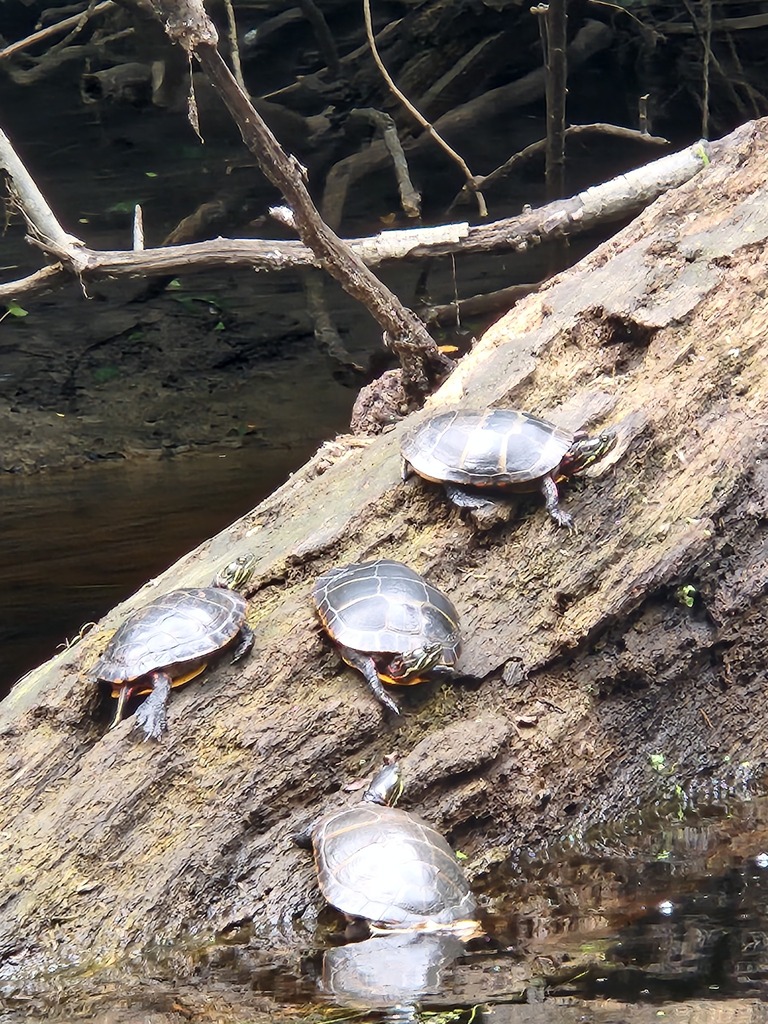 Eastern Painted Turtle from Charlestown, RI, USA on August 27, 2023 at ...