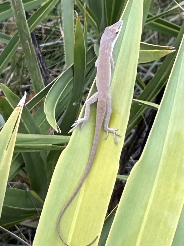 Green Anole from Jonathan Dickinson State Park, Hobe Sound, FL, US on ...