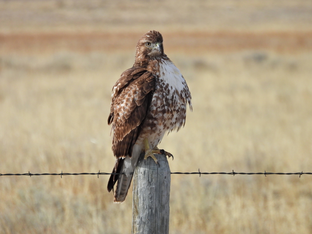 Red-tailed Hawk in March 2024 by Spencer Hurt · iNaturalist