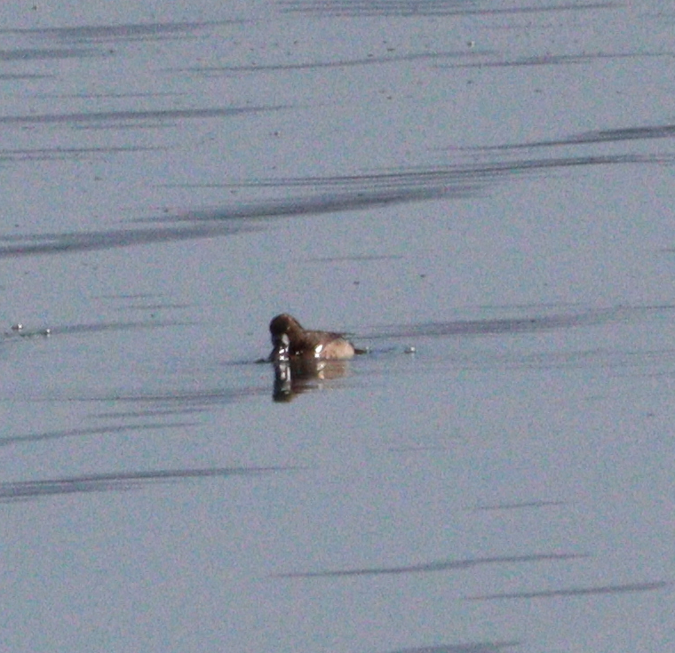 Greater Scaup from Coronado, CA, USA on March 27, 2024 at 09:16 AM by ...