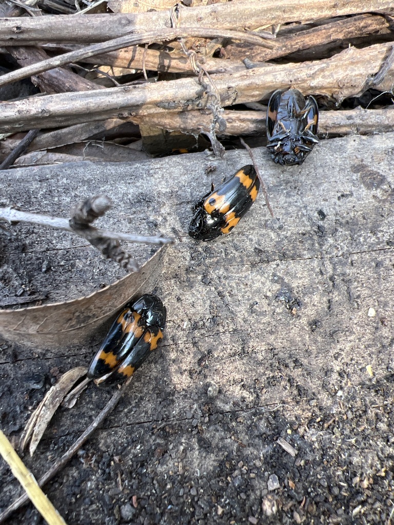 Red-banded Fungus Beetle from W Maple St, Lombard, IL, US on March 28 ...