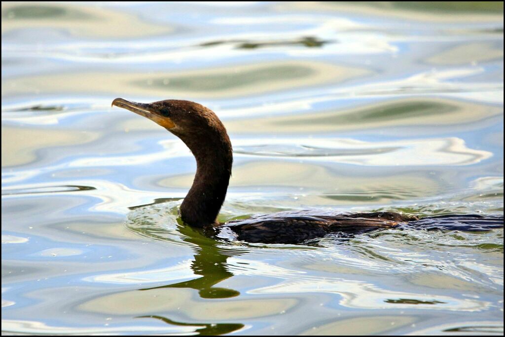 Neotropic Cormorant from Santee, CA, USA on March 25, 2024 at 03:25 PM ...